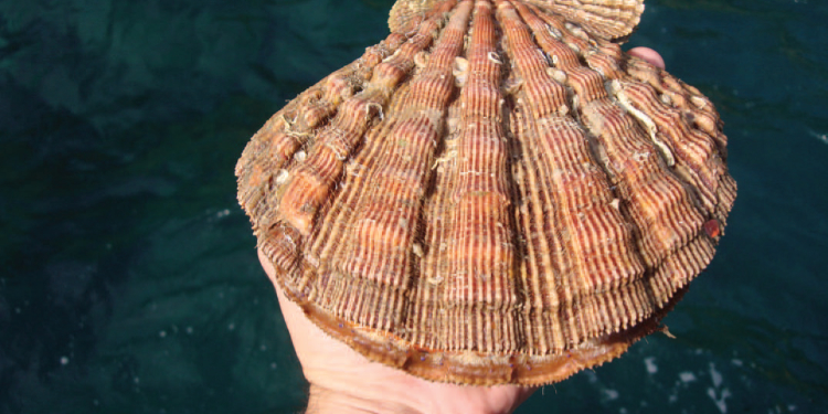 World Aquaculture Society | Current Status of Scallop Culture in Brazil ...